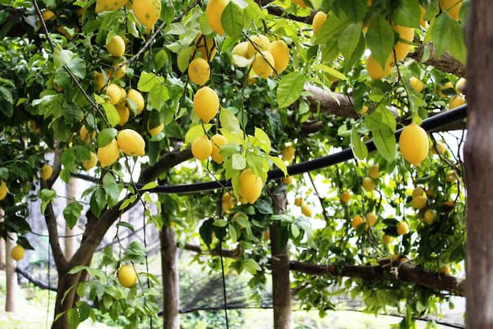 Poggio Angelarosa: Lemon Garden Stay & Relax - Côte Amalfitaine
