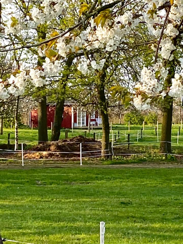 Tiny House De Patrijs - Boxmeer