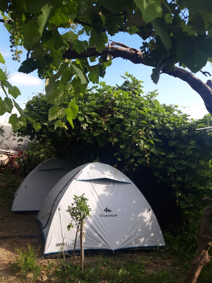 Jungle Camping In Borsh (Small Tent No 2) - Borsh