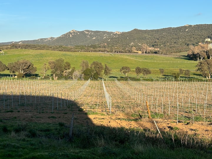 Au Cœur Des Vignes - Figari
