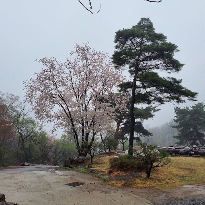 솔과바람/독채/불멍/숯ㆍ항아리바베큐/수영장/계곡/애견불가/휴가철할인 - Daejeon
