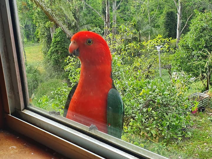 Rainforest Paradise - Coffs Harbour