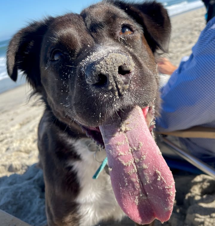 Obx Dog-friendly Ocean Cottage 3- Steps To Beach! - Nags Head, NC