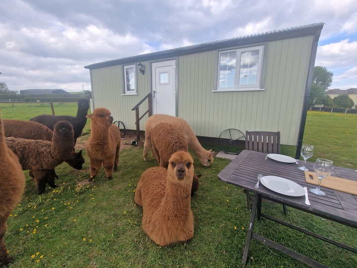 Shepherd's Hut With Hot Tub On An Alpaca Farm - Abergavenny