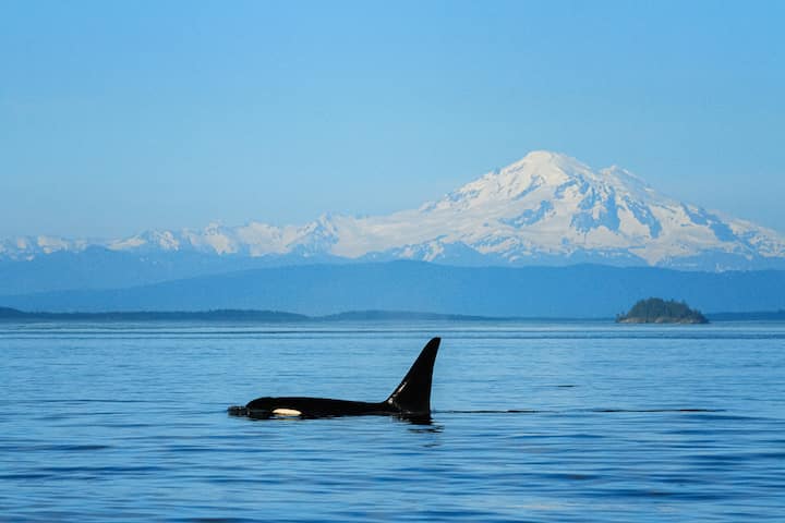 View Of Ocean & Mount Baker - White Rock