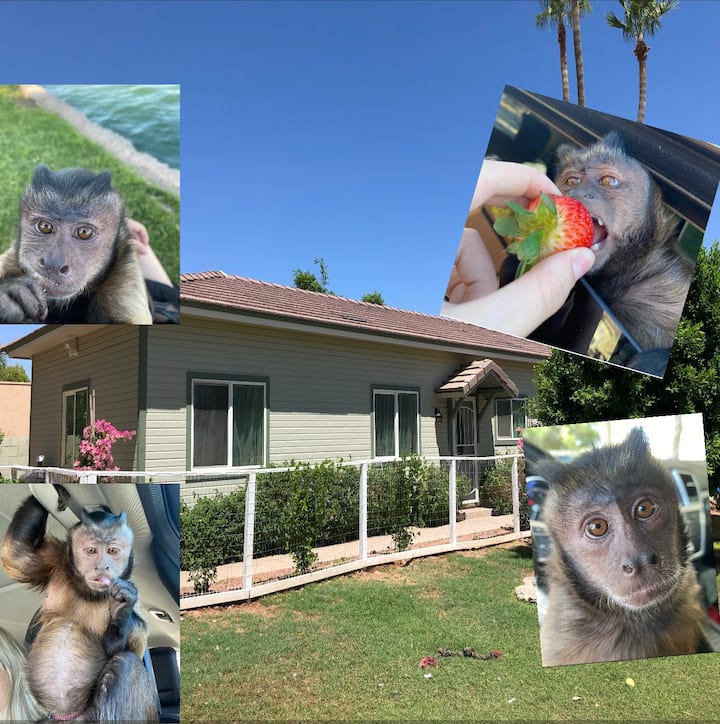 Guest House/meet Exotic Animals - Chandler, AZ