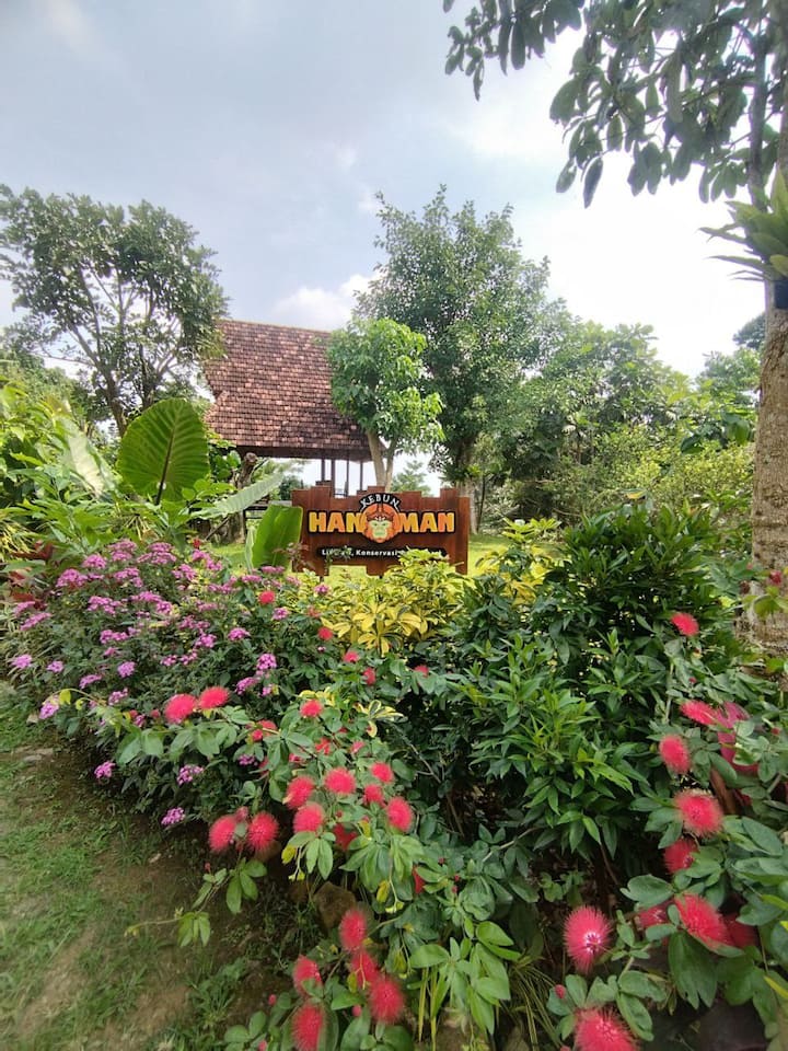 Kebun Hanoman - Tawangmangu