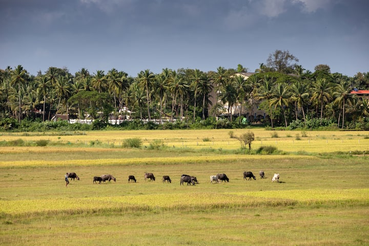 Bela Vista 5bhk (3+2) From Shreem Homes - Goa