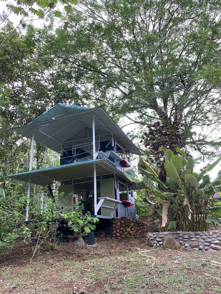 Fig Tree Full Mini-duplex - Costa Rica