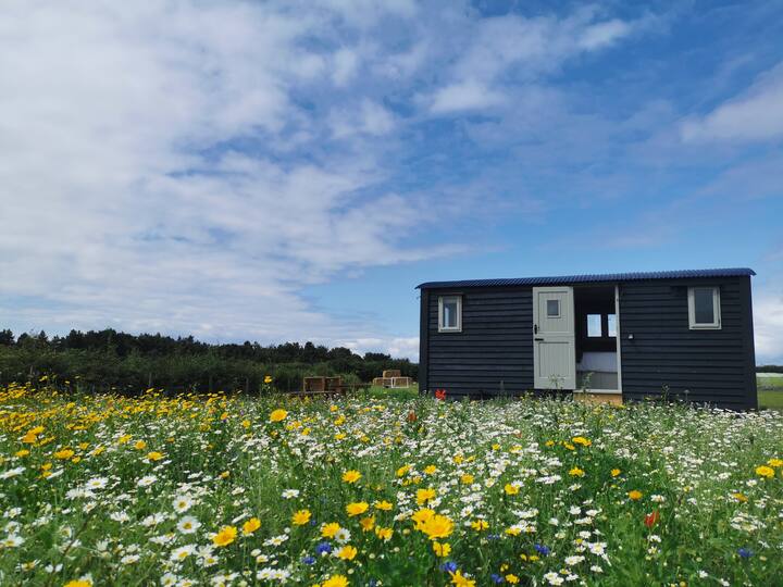 Clover Shepherd Hut With Ensuite On A Working Farm - Snettisham