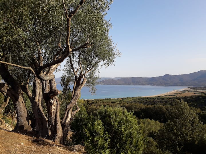 Maquis, Plage Et Oliviers - Sartène