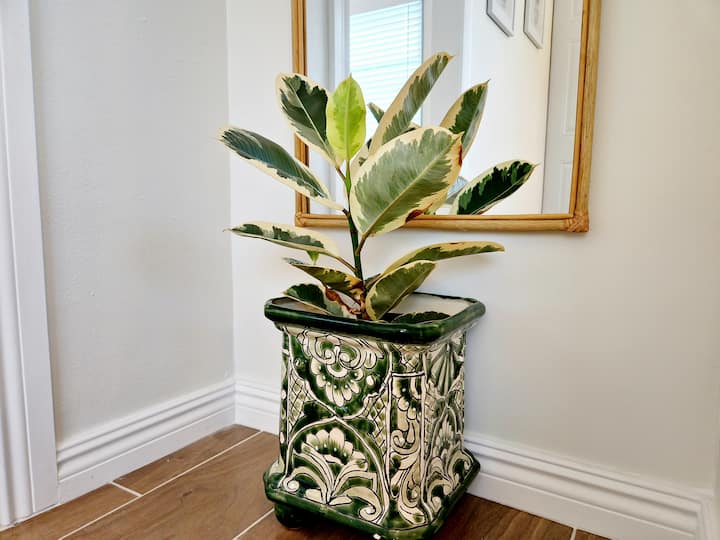 Sandy Toes, Furry Friends – Your Studio Awaits! - Lake Worth Beach