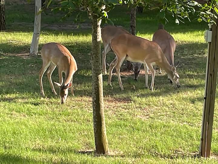 Pineywoods House: Pet Friendly Forest Retreat - Bastrop, TX