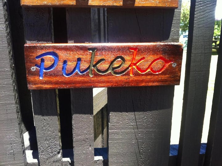 Pukeko On Bay - Tauranga