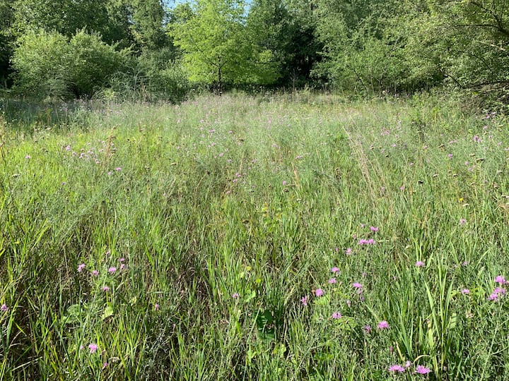Private 40 Acres Byo Camp/rv - ロートン, MI