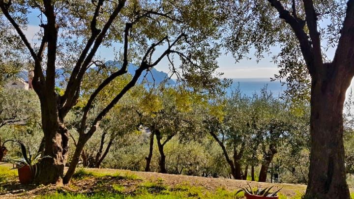Olive Hill - Your Olive Grove By The Sea - Camogli