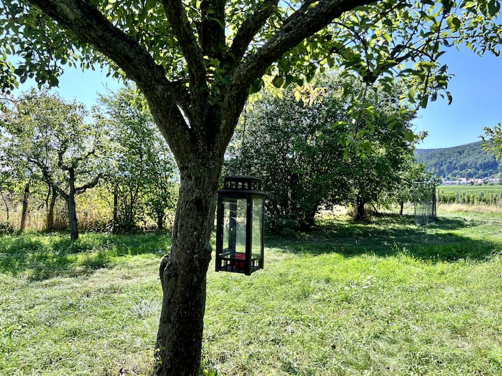 Campen Inmitten Der Weinberge - Deidesheim