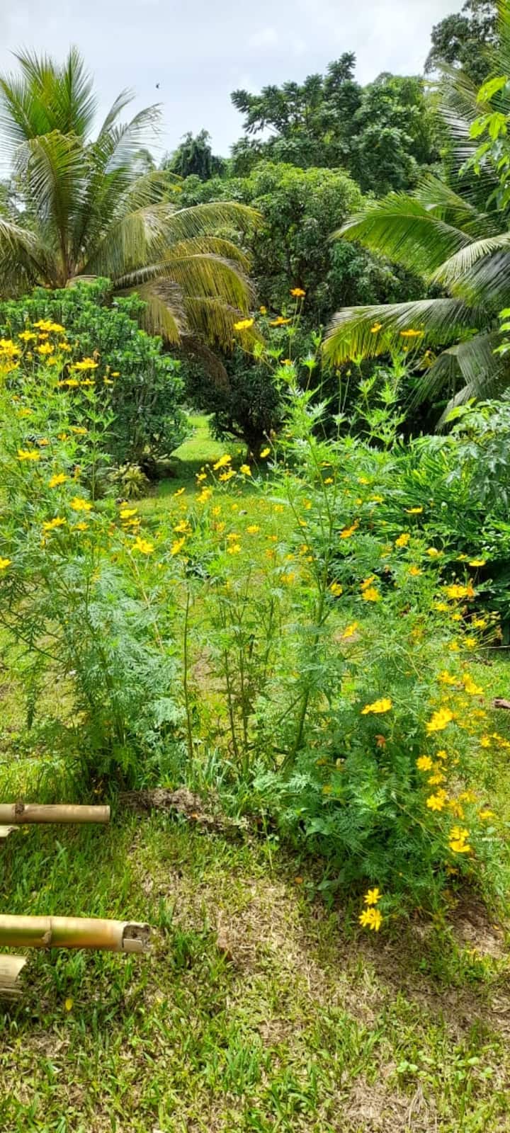 Tiny House 1 Chambre Cuisine Terrasse Salle D'eau - Guadalupe