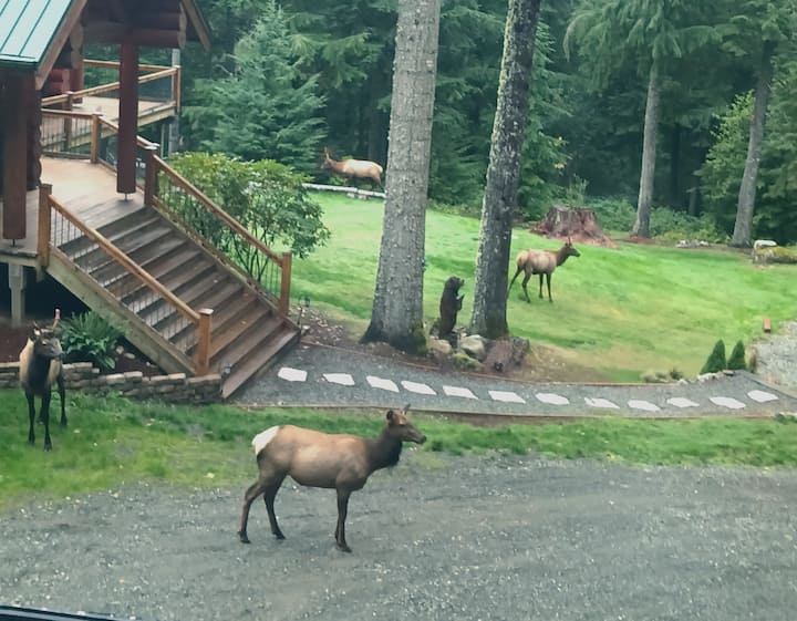 Excape To Fun In Nature 
A Remarkable Experience - North Bend, WA