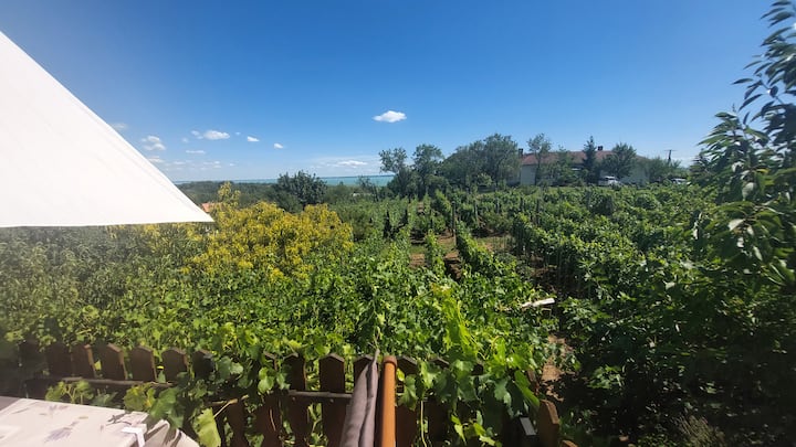 Szóló Szőlő Vendégház - Balatonfüred