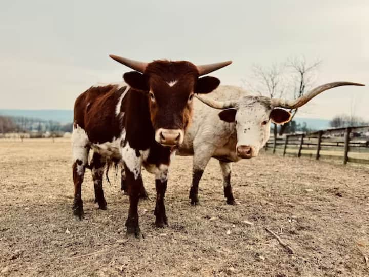 Charming Container Getaway Amidst Rural Serenity - Pottsville