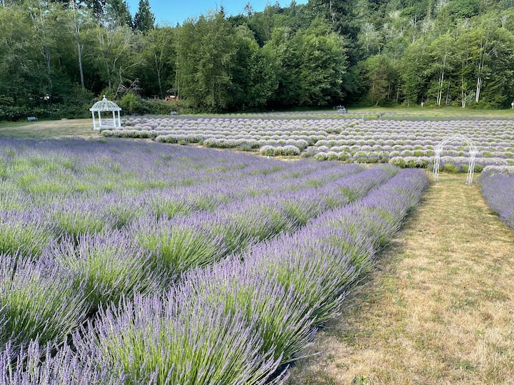Crescent Valley Lavender Farm - Gig Harbor, WA