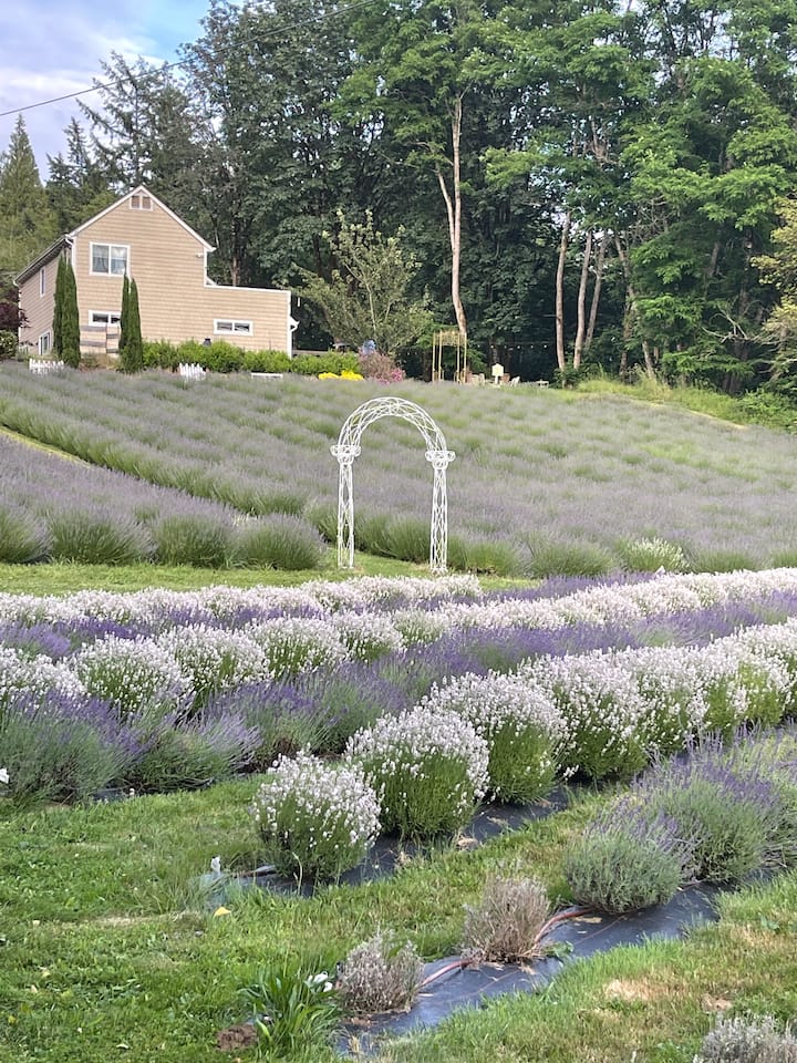 Crescent Valley Lavender Farm - Gig Harbor, WA