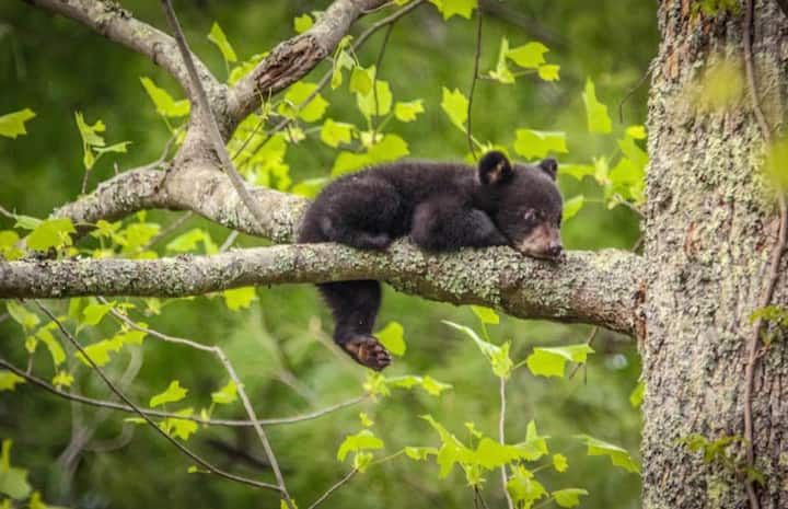 Prime Location Less Than 1 Mile To Ober Gatlinburg - Gatlinburg, TN