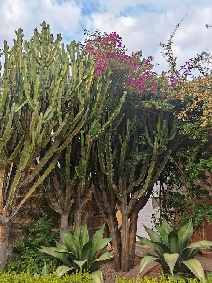 Il Cactus - Appartamento Con 3 Camere Da Letto - Gallipoli, Italia