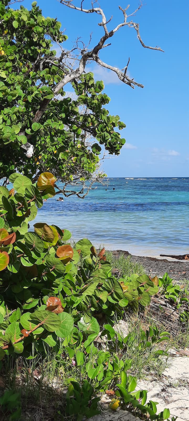 O'verger Kréol  -  Haut De Maison - Guadeloupe