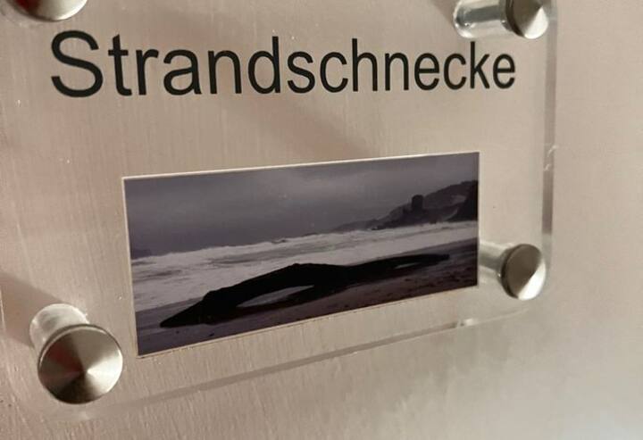 Strandschnecke - List
