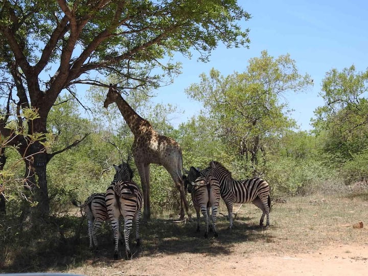 Honeybush Lodge - Marloth Park
