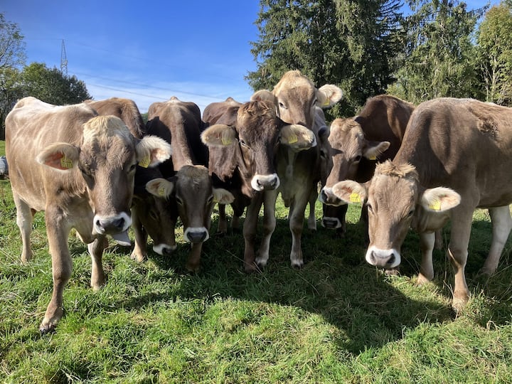 Fewo Edelsberg Mit Balkon (Ferienhaus Kögel) - Nesselwang