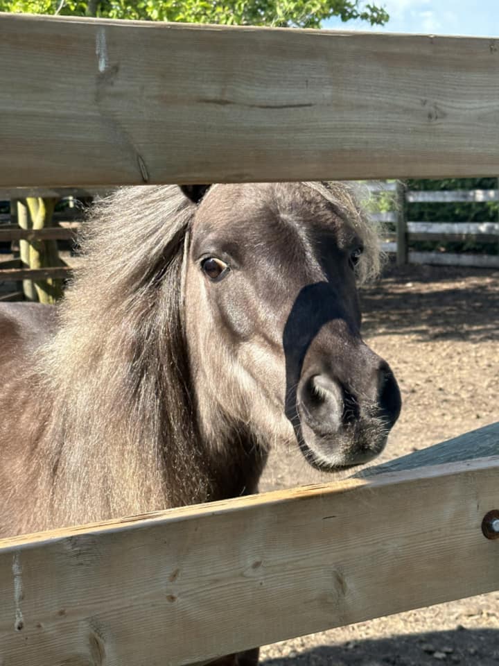 The Stone House Farm Stay - Kingsville