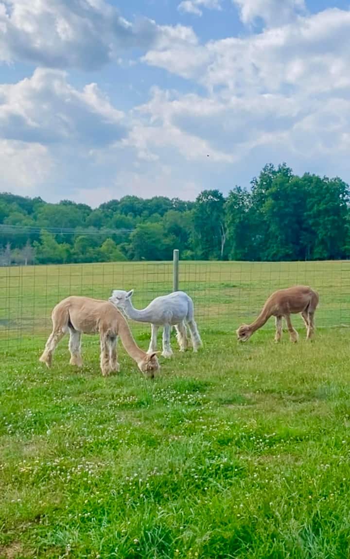 Hudson Valley Farm Getaway-east/alpaca Lane-apt 1 - Hyde Park, NY