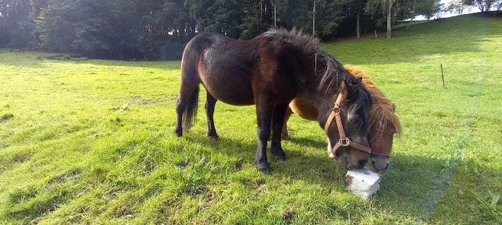 Neu! Ferienwohnung Schwarzenberg - Schwarzenberg/Erzgebirge