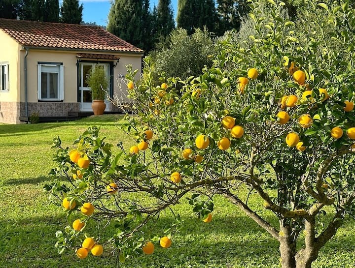 Casita Cacahuete (267494) - Olvera