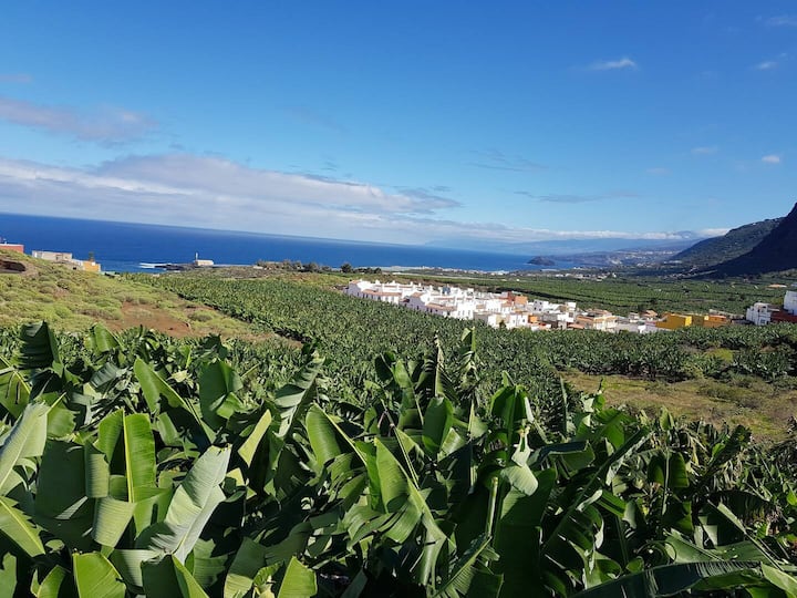 Chc - Tulipanes - Santiago del Teide