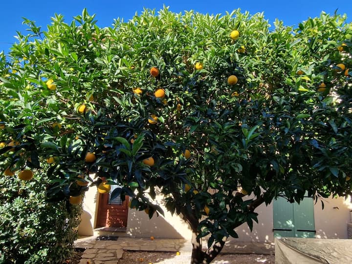 Maison Banyuls-sur-mer, 4 Pièces, 6 Pers. - Banyuls-sur-Mer
