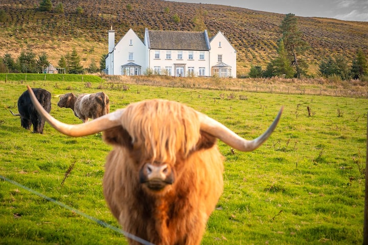 Alexander House 22 - Self Catering - Crieff