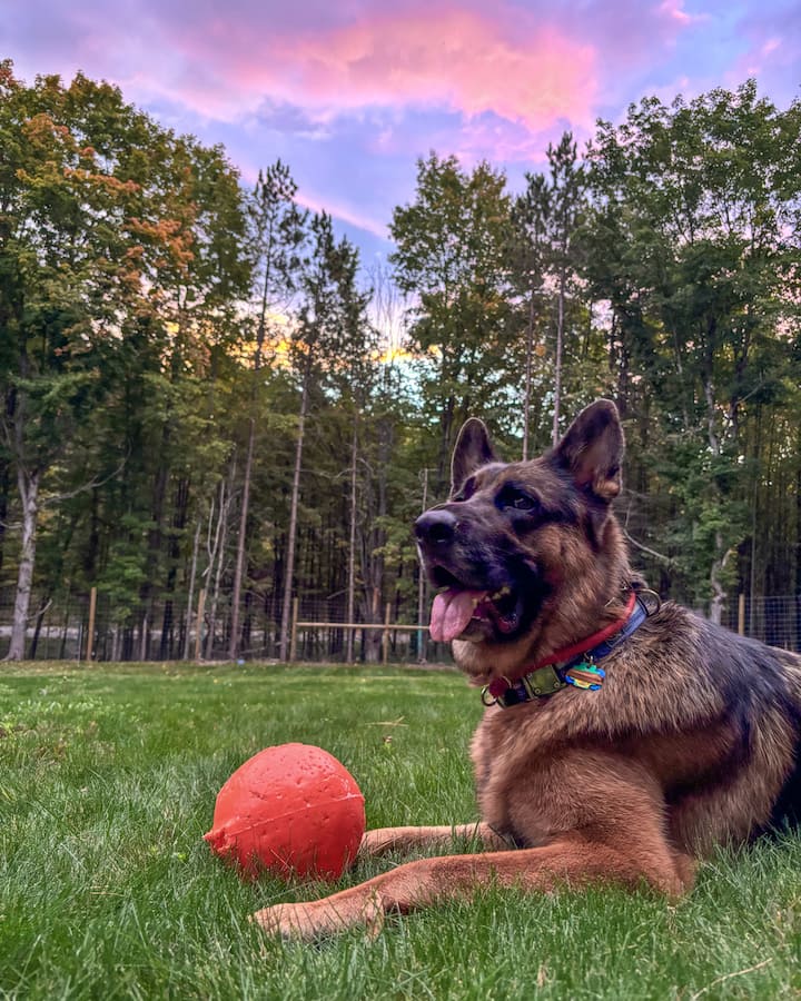 Michi's Base Camp: Your Dog-friendly Escape Begins - Glen Arbor, MI