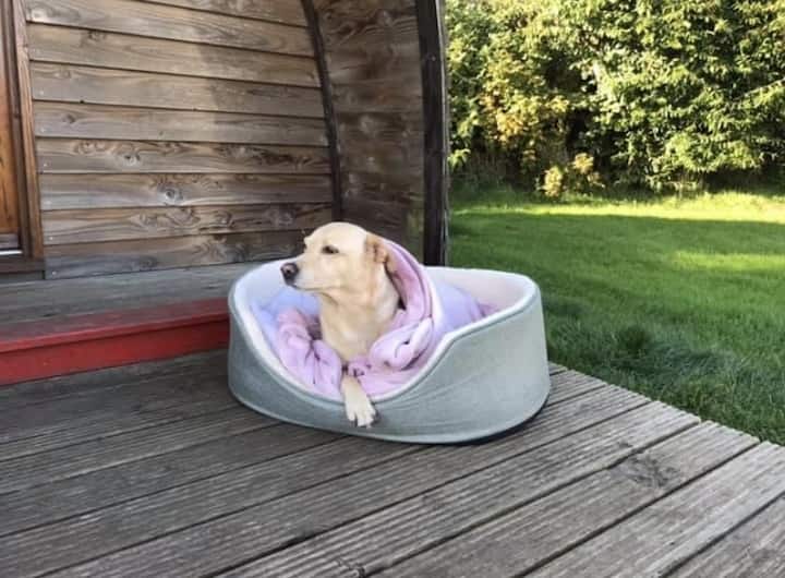 Standard Dog Friendly Wooden Cabin - Berwick-upon-Tweed