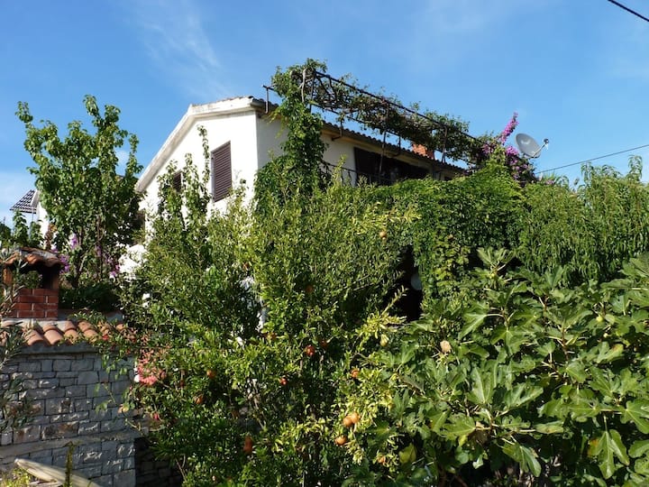 Appartement ŽEljko (10328-a1) - Maslinica