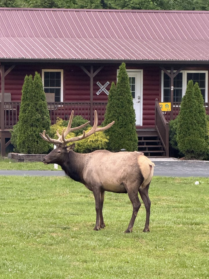 Train Rides, Trails & Casino Fun : Your Smoky Hub. - Cherokee, NC