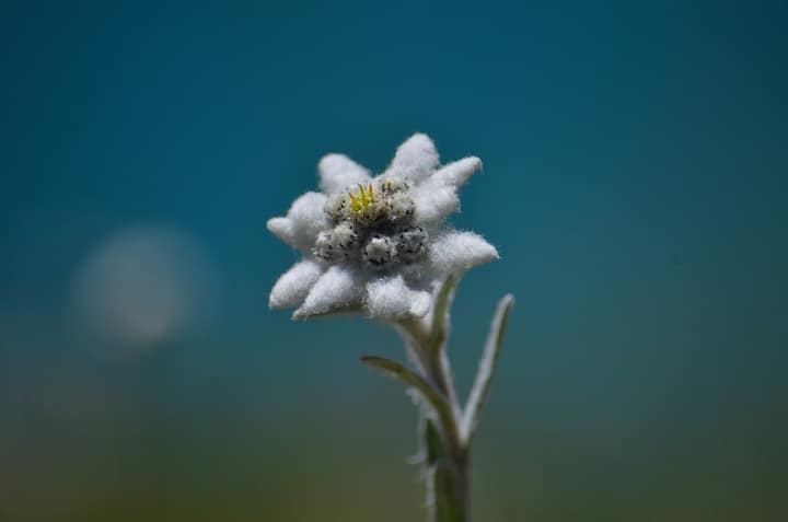 Griesbauer - Familie Gehwolf Appartement Edelweiss - Wagrain