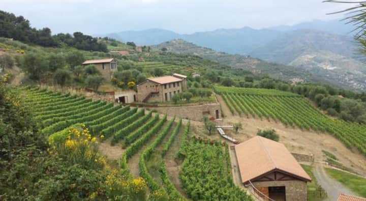 Stone Cottages Among Olive Groves In Liguria - Vintimille