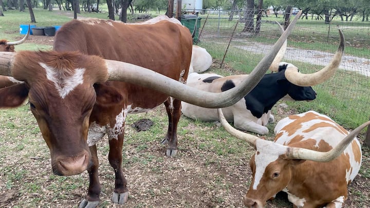 3br Retreat | King & Queen Beds, Near Austin Fun - Cedar Park, TX