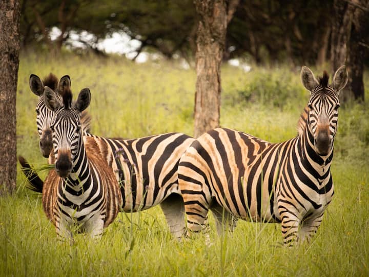 Idube Holiday Home- Game Farm Stay - Winterton