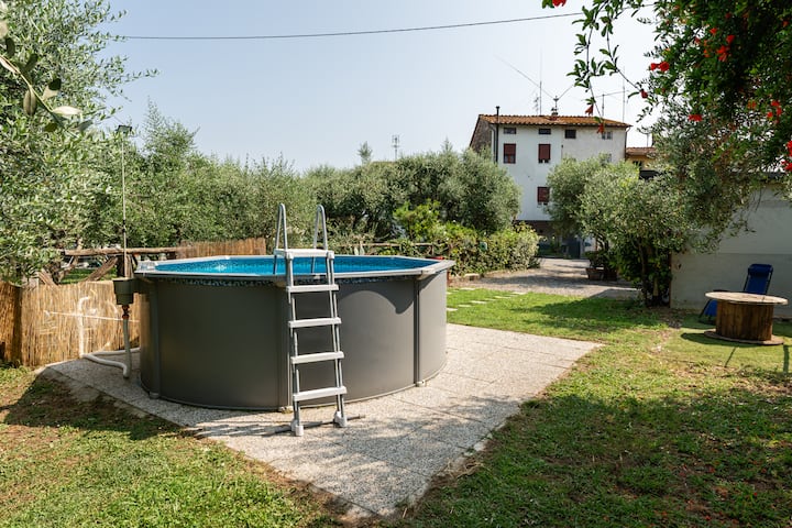 L'olivo - Lucca