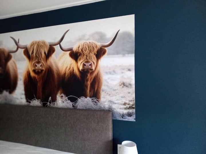 Kamer 5: Schotse Hooglanders - Assen
